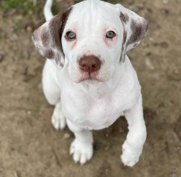 15 Photos Of Pointer Puppies That Make Everyone Fall In Love