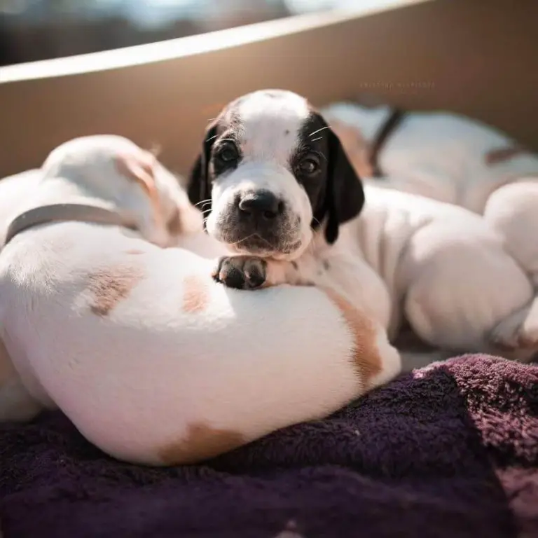 15 Photos Of Pointer Puppies That Make Everyone Fall In Love
