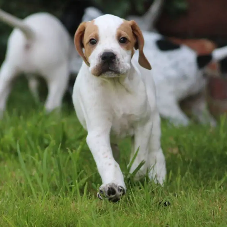 15 Photos Of Pointer Puppies That Make Everyone Fall In Love