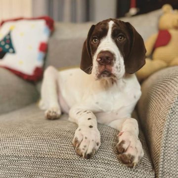 15 Photos Of Pointer Puppies That Make Everyone Fall In Love