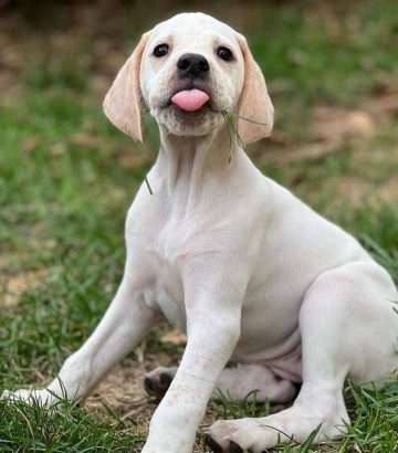 15 Photos Of Pointer Puppies That Make Everyone Fall In Love