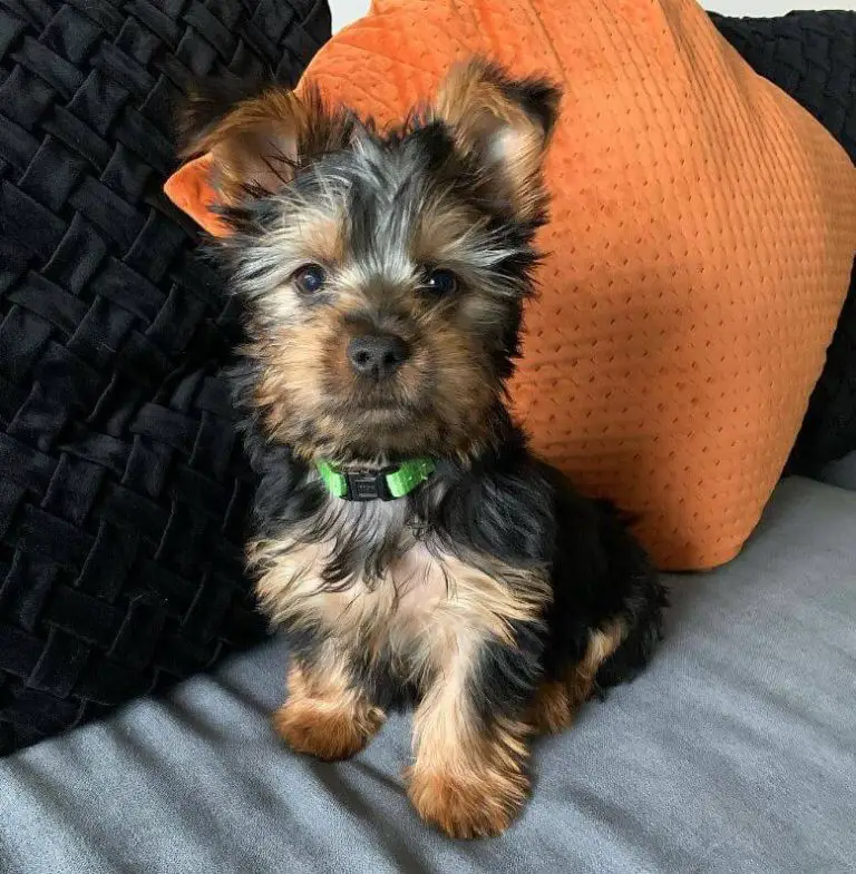 15 Photos Of Silky Terrier Puppies That Will Melt Your Heart