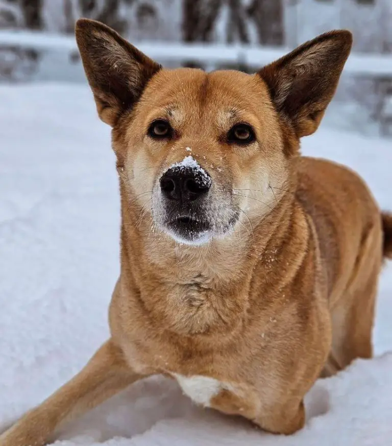 10 Fun Facts About Canaan Dogs - ilovedogscute.com