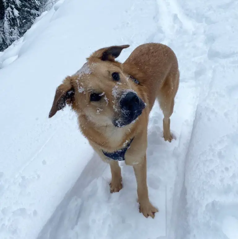 10 Fun Facts About Chinooks - ilovedogscute.com