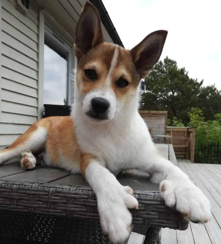 10 Fun Facts About Norwegian Lundehunds - ilovedogscute.com