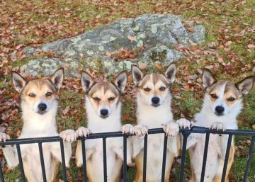 10 Fun Facts About Norwegian Lundehunds - ilovedogscute.com