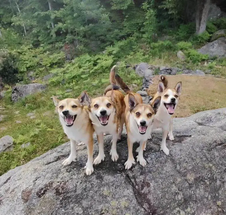 10 Fun Facts About Norwegian Lundehunds - ilovedogscute.com