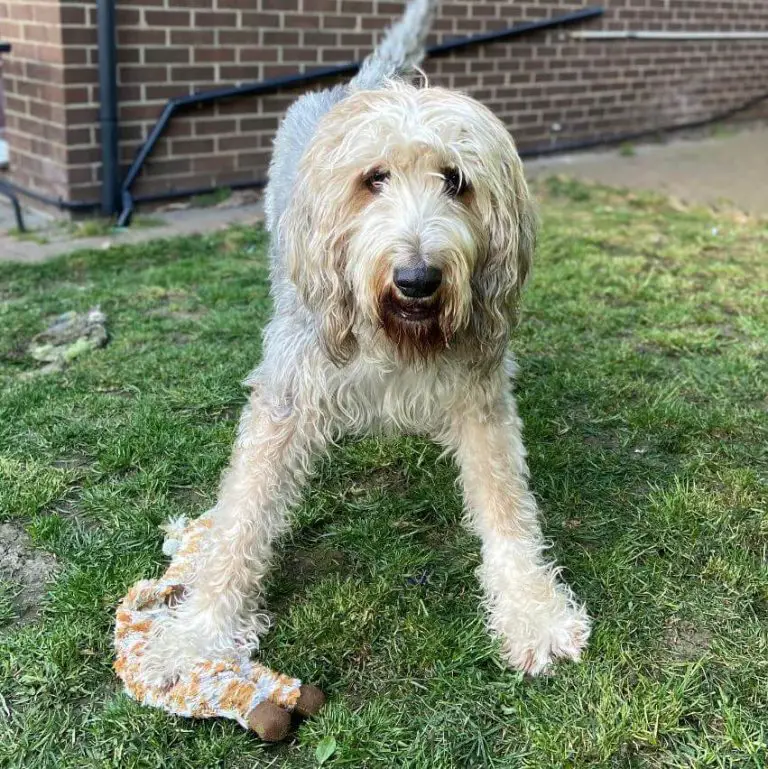 10 Fun Facts About Otterhounds - ilovedogscute.com