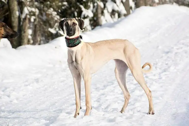 10 Fun Facts About Sloughis - ilovedogscute.com