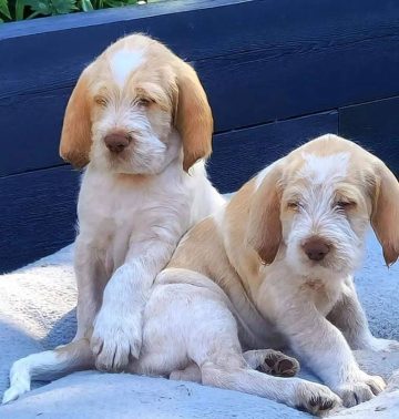 15 Photos Of Spinone Italiano Puppies That Make Everyone Fall In Love