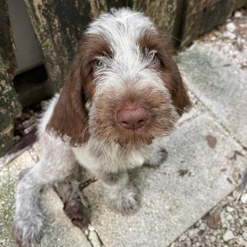 15 Photos Of Spinone Italiano Puppies That Make Everyone Fall In Love