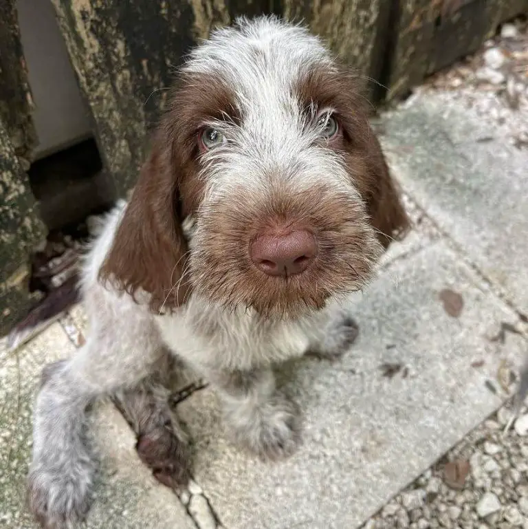 15 Photos Of Spinone Italiano Puppies That Make Everyone Fall In Love