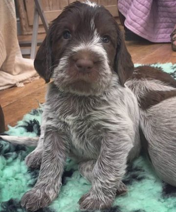15 Photos Of Spinone Italiano Puppies That Make Everyone Fall In Love
