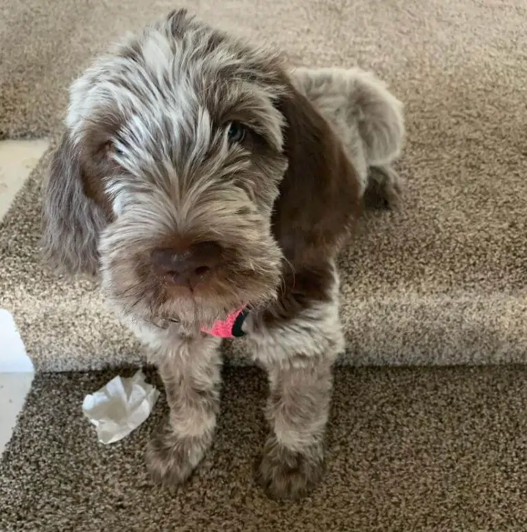15 Photos Of Spinone Italiano Puppies That Make Everyone Fall In Love