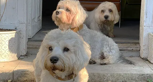 10 Fun Facts About Dandie Dinmont Terriers - ilovedogscute.com