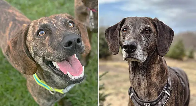 10 Fun Facts About Plott Hounds - ilovedogscute.com