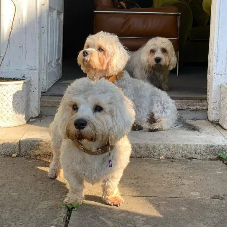 10 Fun Facts About Dandie Dinmont Terriers - ilovedogscute.com