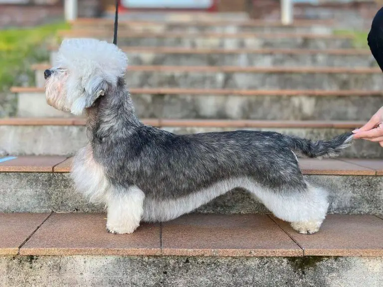 10 Fun Facts About Dandie Dinmont Terriers - ilovedogscute.com