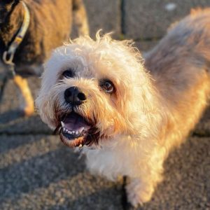 10 Fun Facts About Dandie Dinmont Terriers - ilovedogscute.com