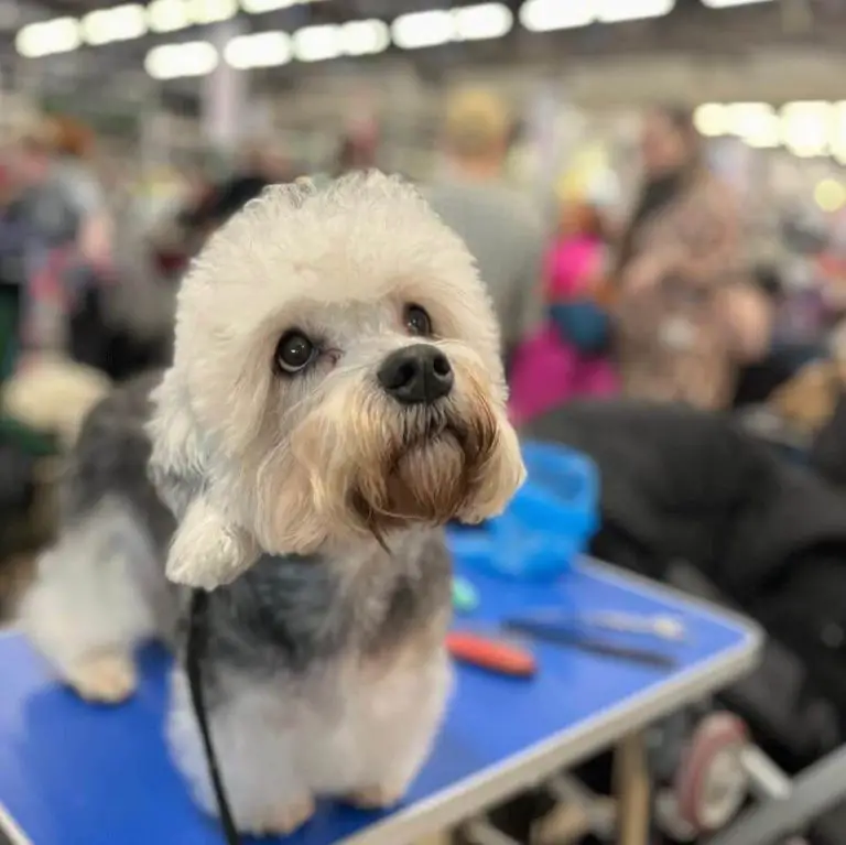 10 Fun Facts About Dandie Dinmont Terriers - ilovedogscute.com