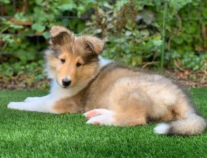 15 Photos Of Rough Collie Puppies That Will Melt Your Heart