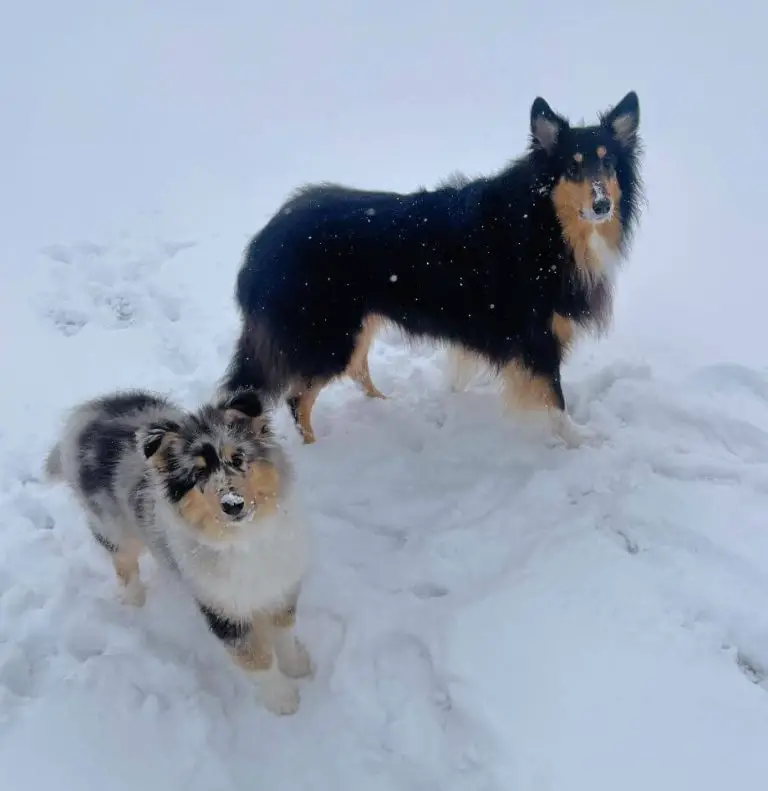 15 Photos Of Rough Collie Puppies That Will Melt Your Heart