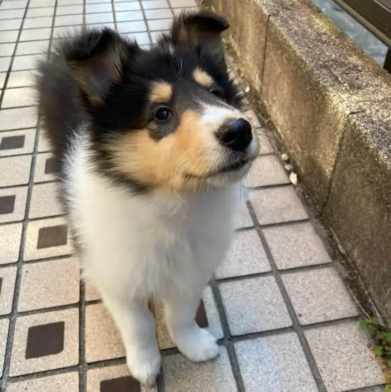 15 Photos Of Rough Collie Puppies That Will Melt Your Heart