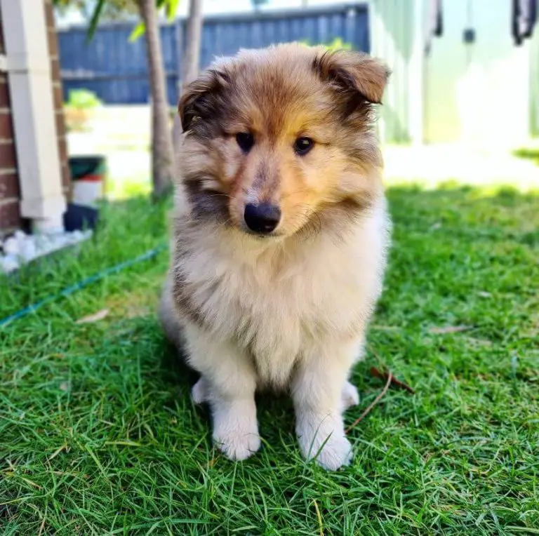 15 Photos Of Rough Collie Puppies That Will Melt Your Heart