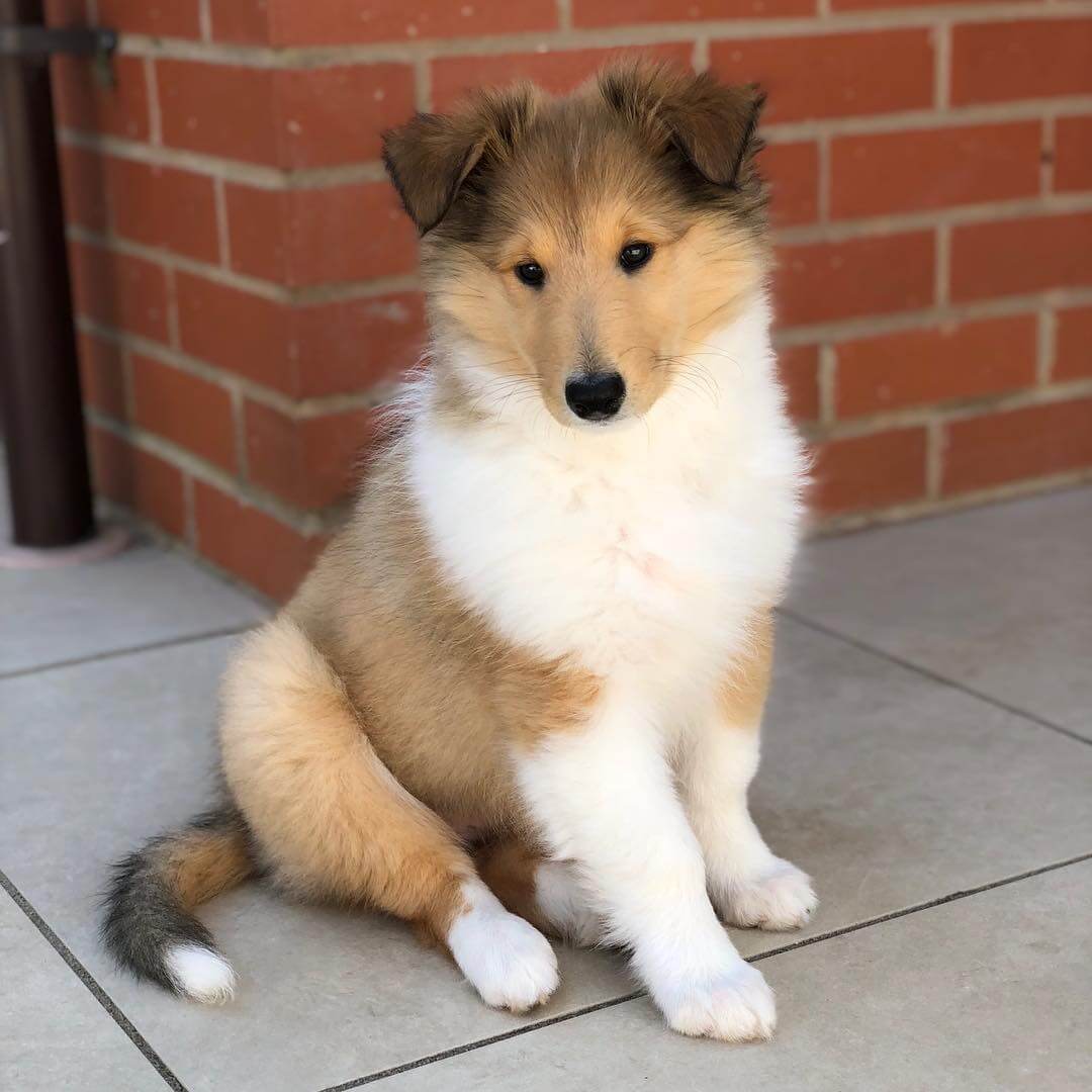 15 Photos Of Rough Collie Puppies That Will Melt Your Heart