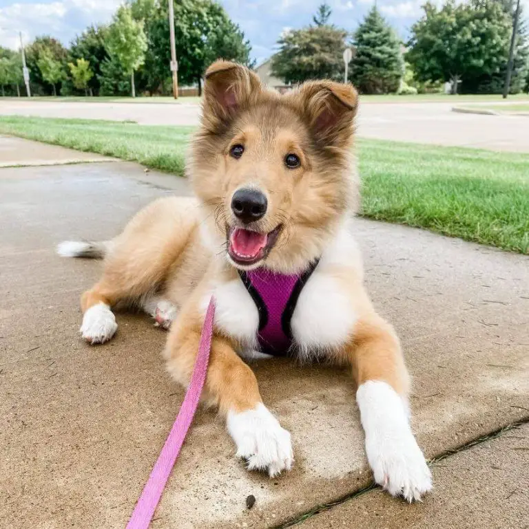 15 Photos Of Rough Collie Puppies That Will Melt Your Heart