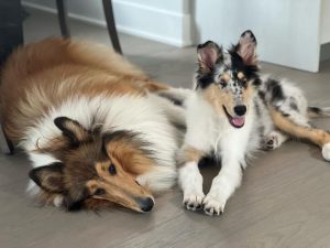 15 Photos Of Rough Collie Puppies That Will Melt Your Heart