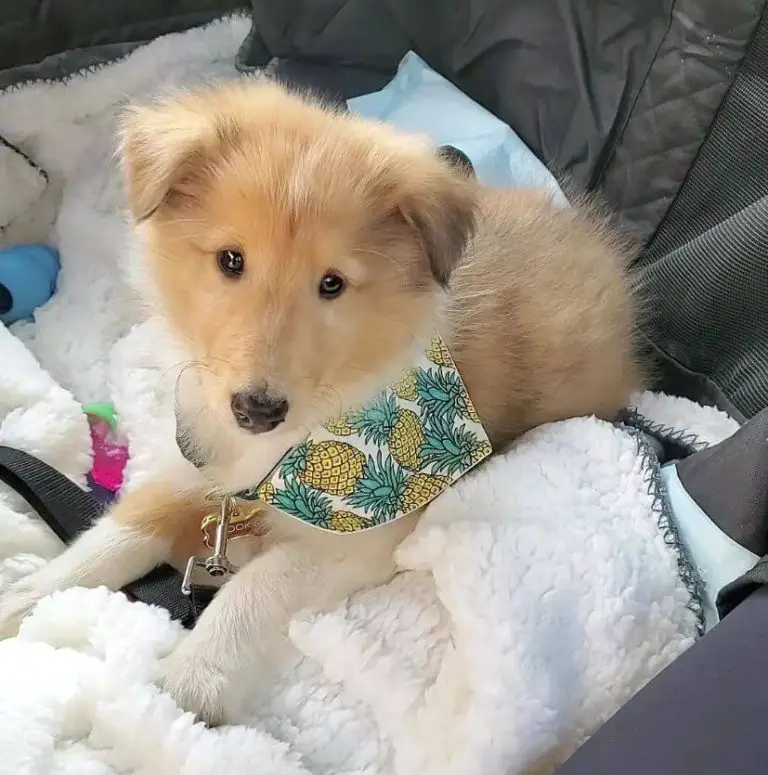 15 Photos Of Rough Collie Puppies That Will Melt Your Heart