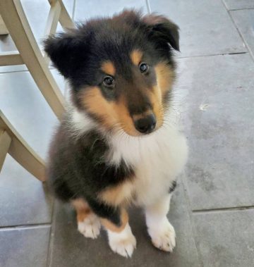15 Photos Of Rough Collie Puppies That Will Melt Your Heart