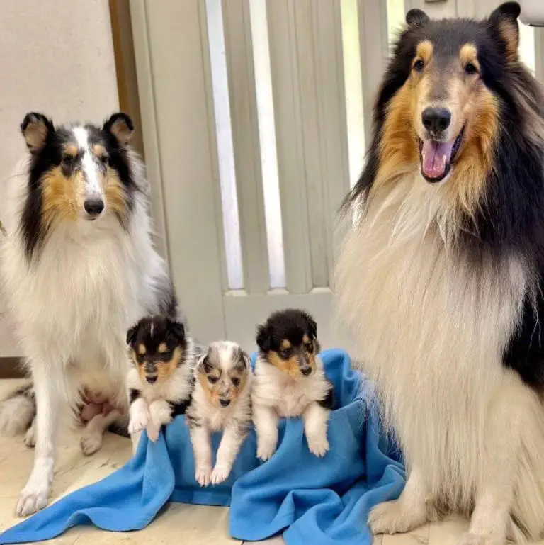 15 Photos Of Rough Collie Puppies That Will Melt Your Heart