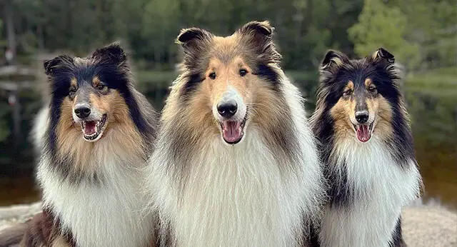 10 Fun Facts About Rough Collies - ilovedogscute.com