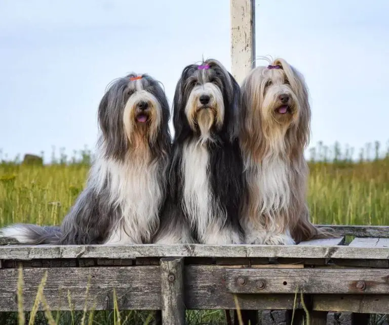 10 Fun Facts About Bearded Collies - ilovedogscute.com