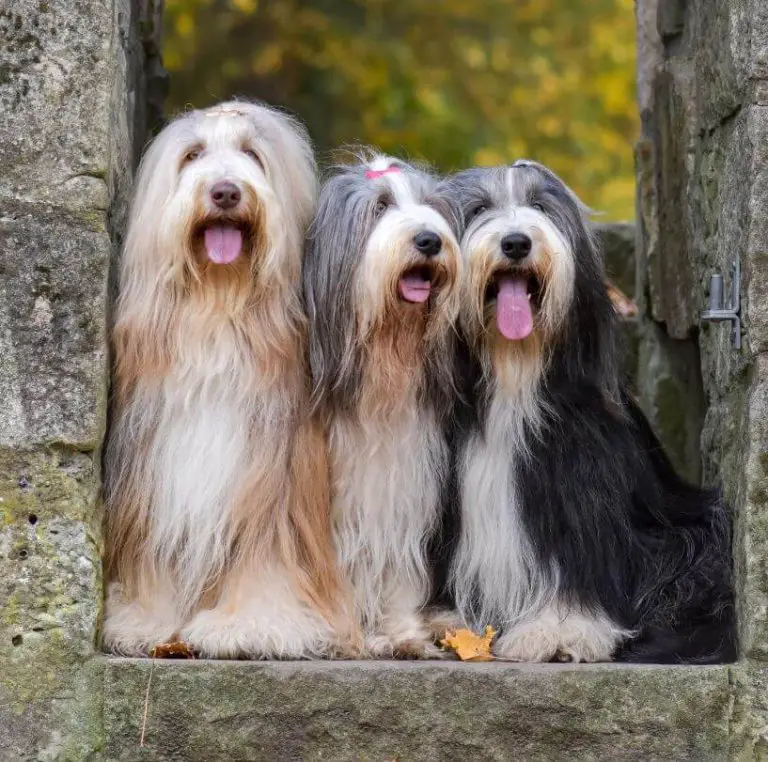 10 Fun Facts About Bearded Collies - ilovedogscute.com