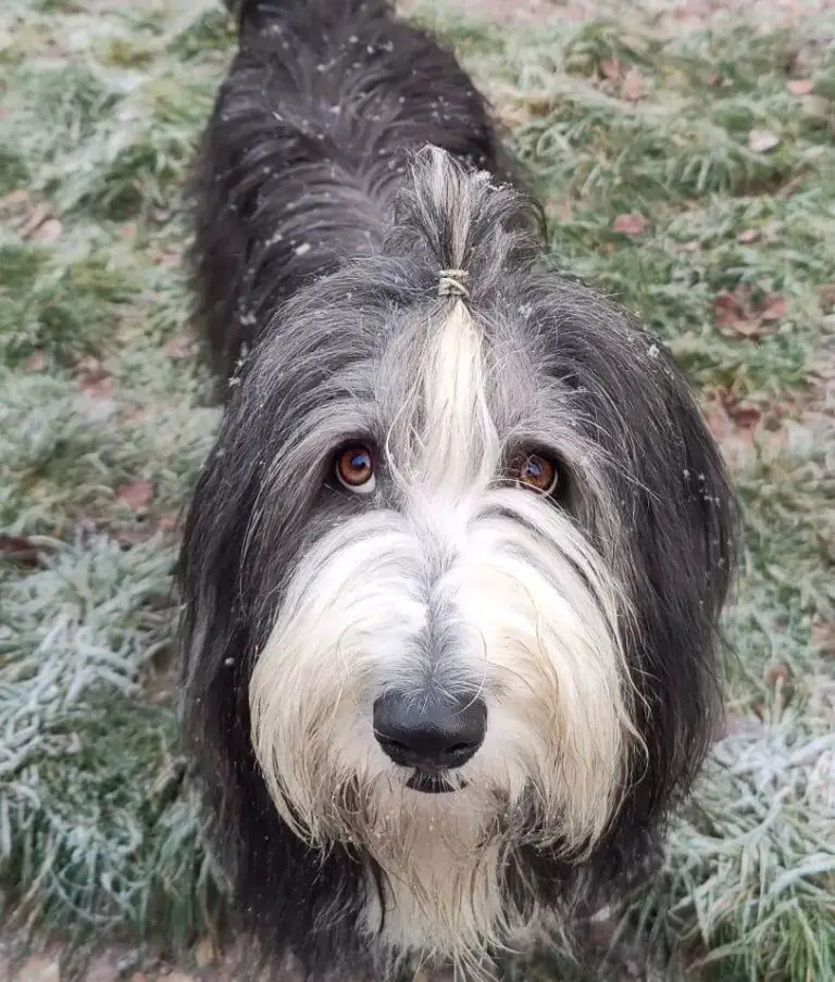 10 Fun Facts About Bearded Collies - ilovedogscute.com