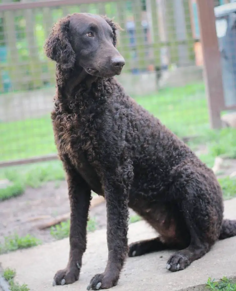 10 Fun Facts About Curly Coated Retrievers - ilovedogscute.com