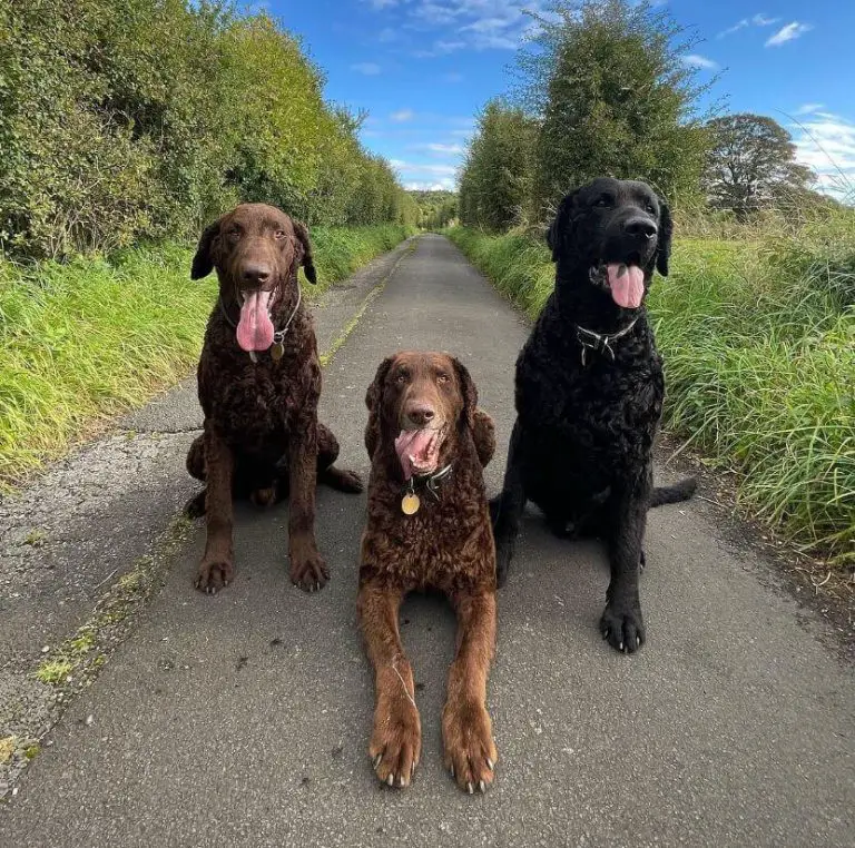 10 Fun Facts About Curly Coated Retrievers - ilovedogscute.com