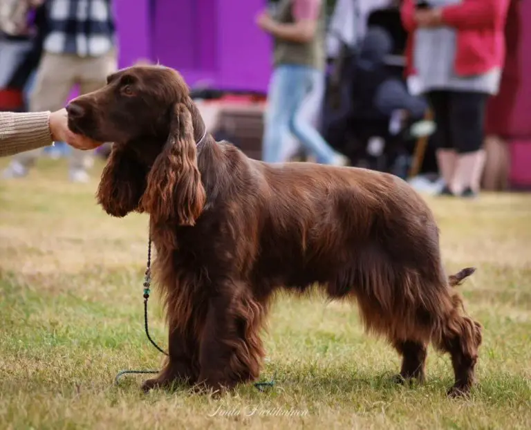 10 Fun Facts About Field Spaniels - ilovedogscute.com