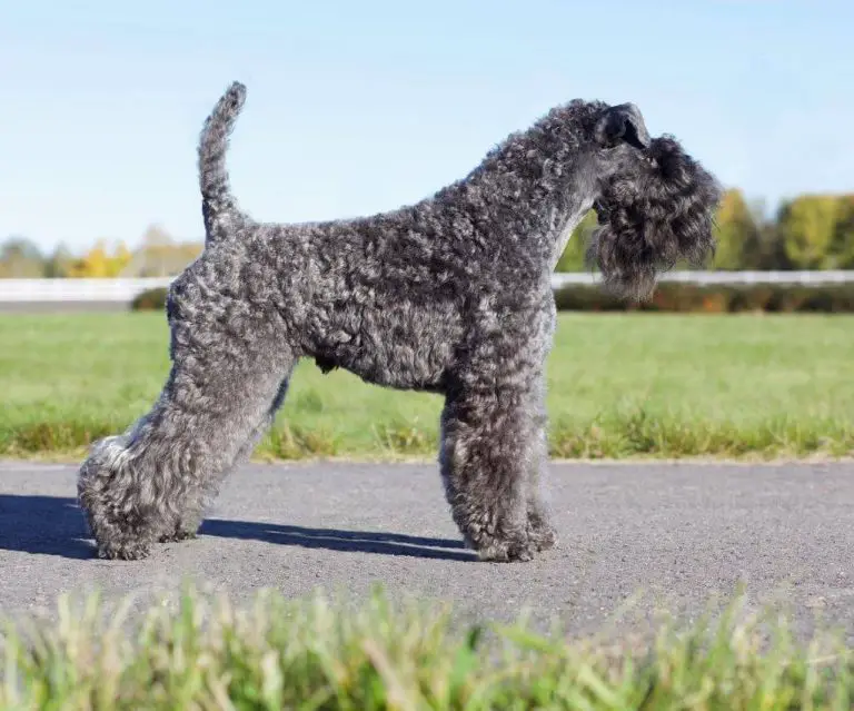 10 Fun Facts About Kerry Blue Terriers - ilovedogscute.com