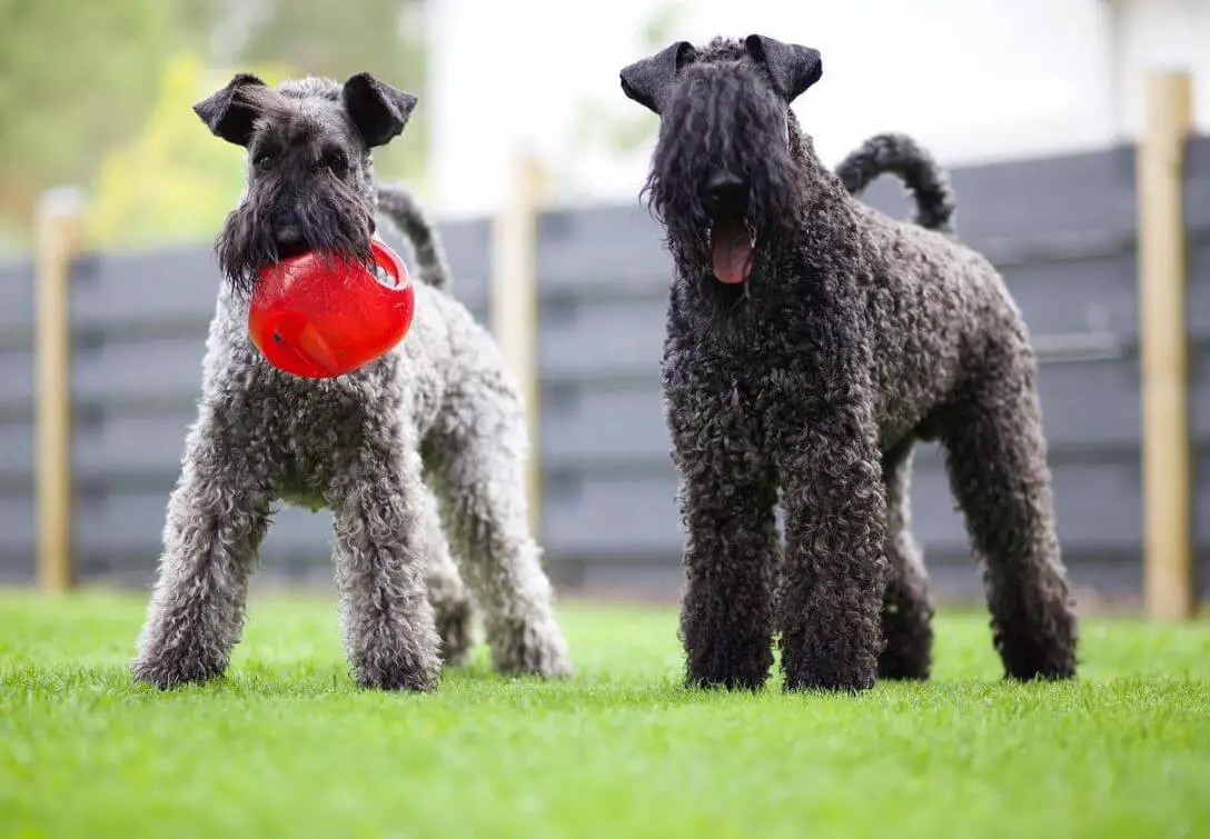 10 Fun Facts About Kerry Blue Terriers - ilovedogscute.com