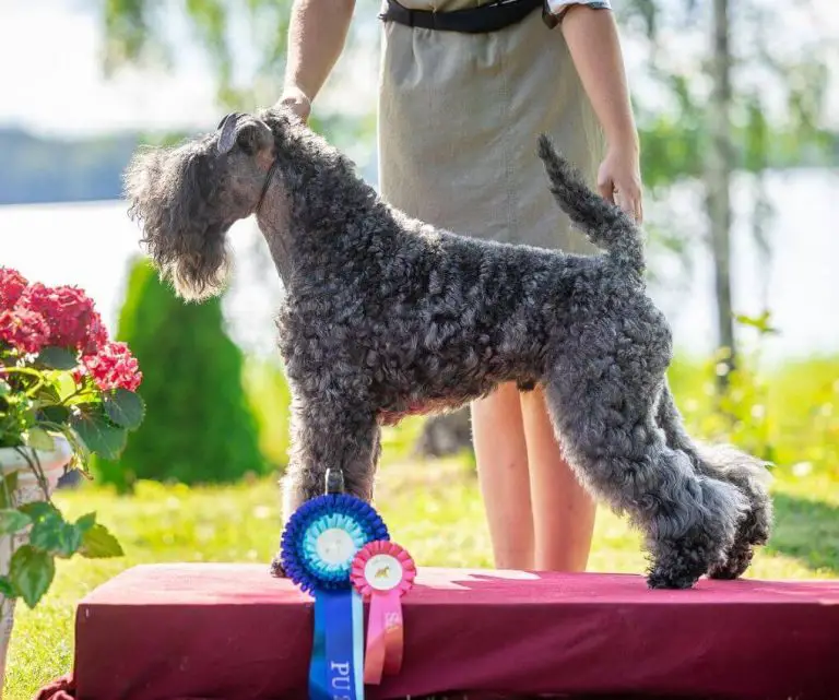 10 Fun Facts About Kerry Blue Terriers - ilovedogscute.com