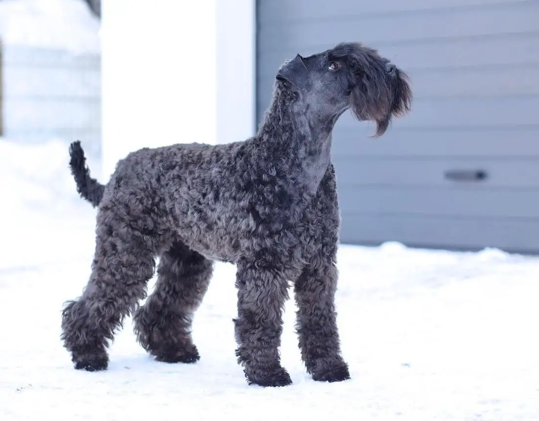 10 Fun Facts About Kerry Blue Terriers - ilovedogscute.com