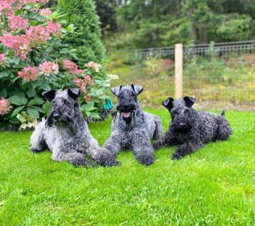 10 Fun Facts About Kerry Blue Terriers - ilovedogscute.com