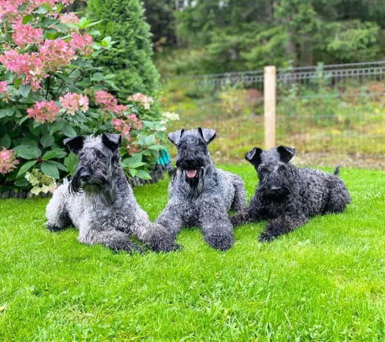 10 Fun Facts About Kerry Blue Terriers - ilovedogscute.com
