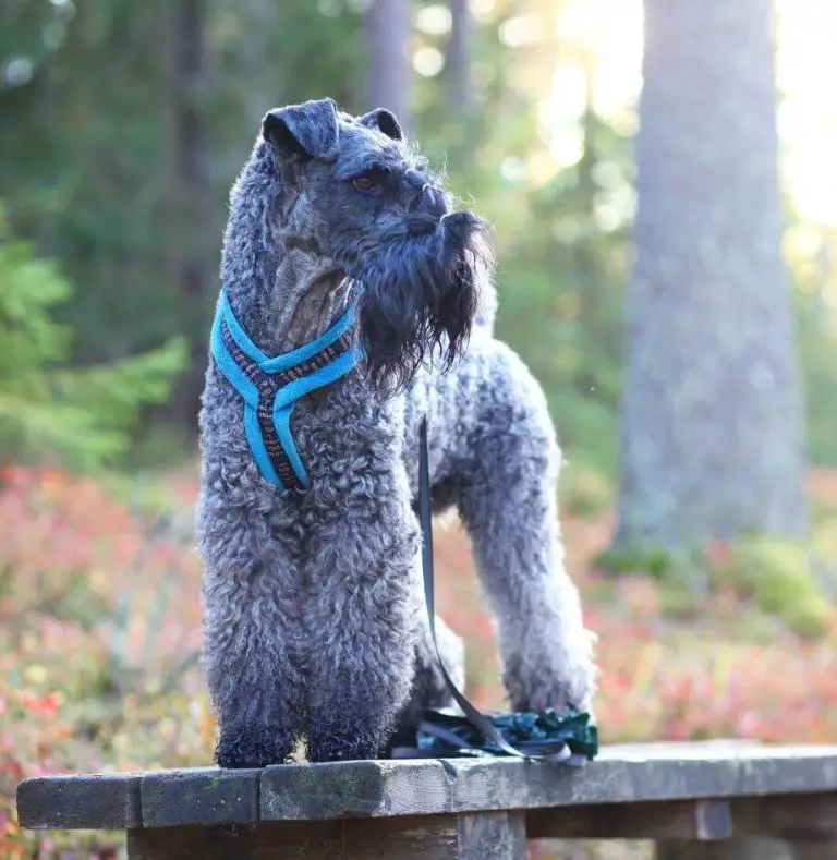 10 Fun Facts About Kerry Blue Terriers - ilovedogscute.com