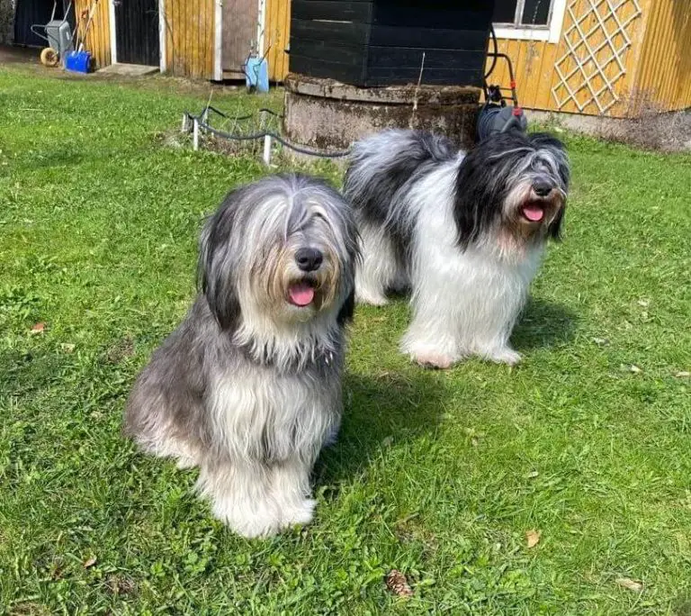 10 Fun Facts About Polish Lowland Sheepdogs - ilovedogscute.com