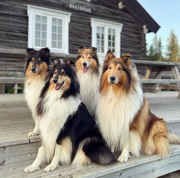 10 Fun Facts About Rough Collies - ilovedogscute.com